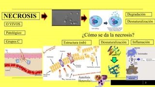 NECROSIS licuefactiva gangrenosa caseosa .pptx
