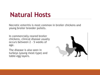 Necrotic enteritis | PPTX