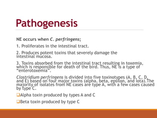 Necrotic enteritis | PPTX