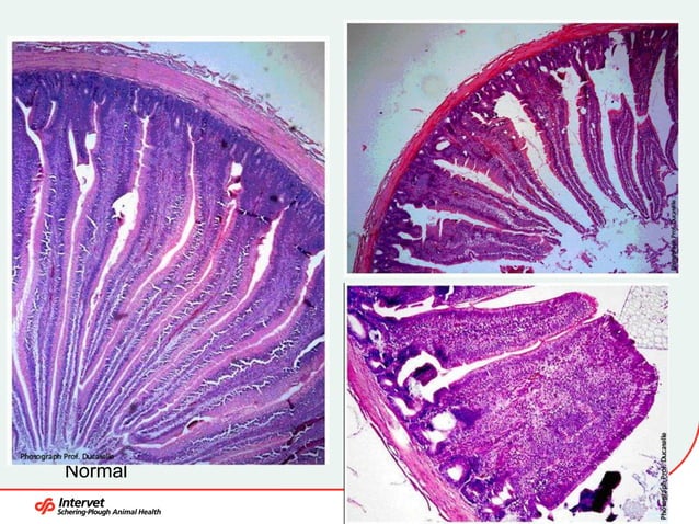 Necrotic Enteritis.pdf