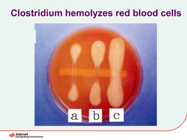 Necrotic Enteritis.pdf