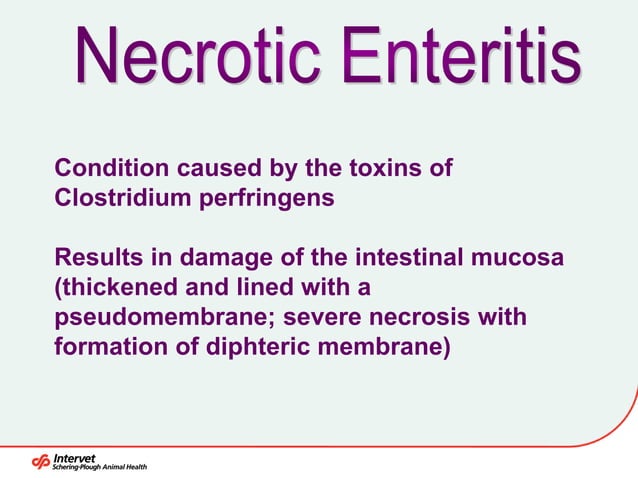 Necrotic Enteritis.pdf