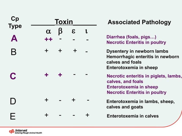 Necrotic Enteritis.pdf