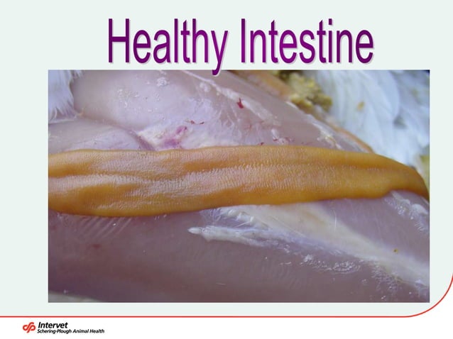 Necrotic Enteritis.pdf