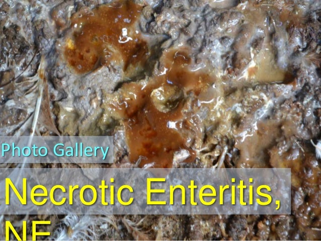 Necrotic Enteritis Clostridia Infection Poultry Diseases Avian Pat