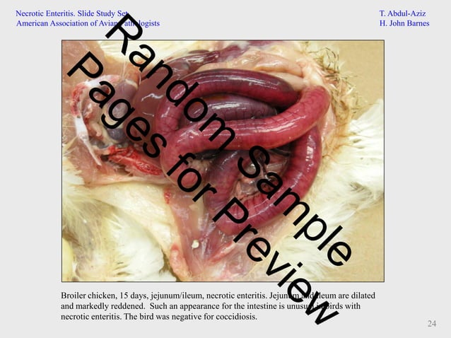 necrotic enteritis preview libro de veterinaria | PPT