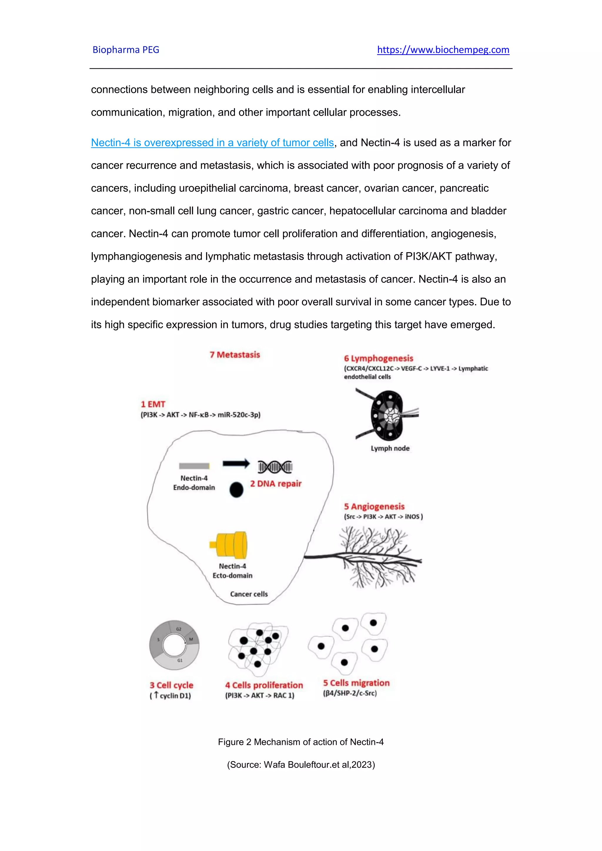 Nectin-4 New Antibody-Drug Conjugate (ADC) Target.pdf
