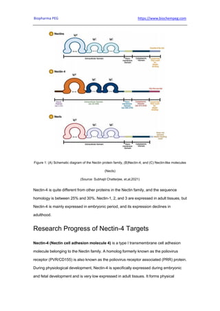 Nectin-4 New Antibody-Drug Conjugate (ADC) Target.pdf