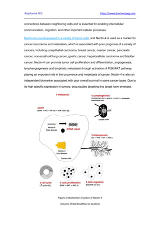 Nectin-4 New Antibody-Drug Conjugate (ADC) Target.pdf