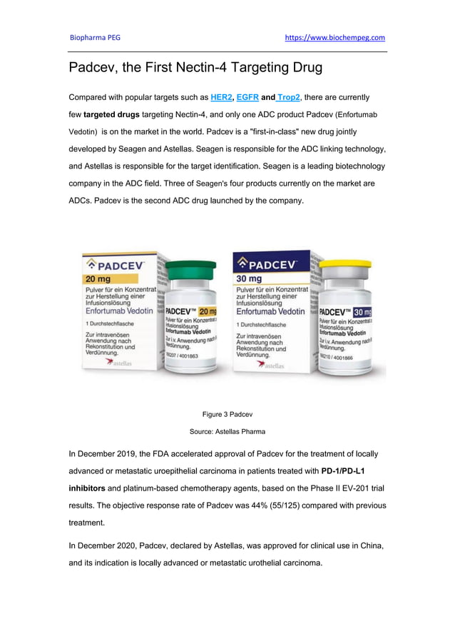 Nectin-4 New Antibody-Drug Conjugate (ADC) Target.pdf