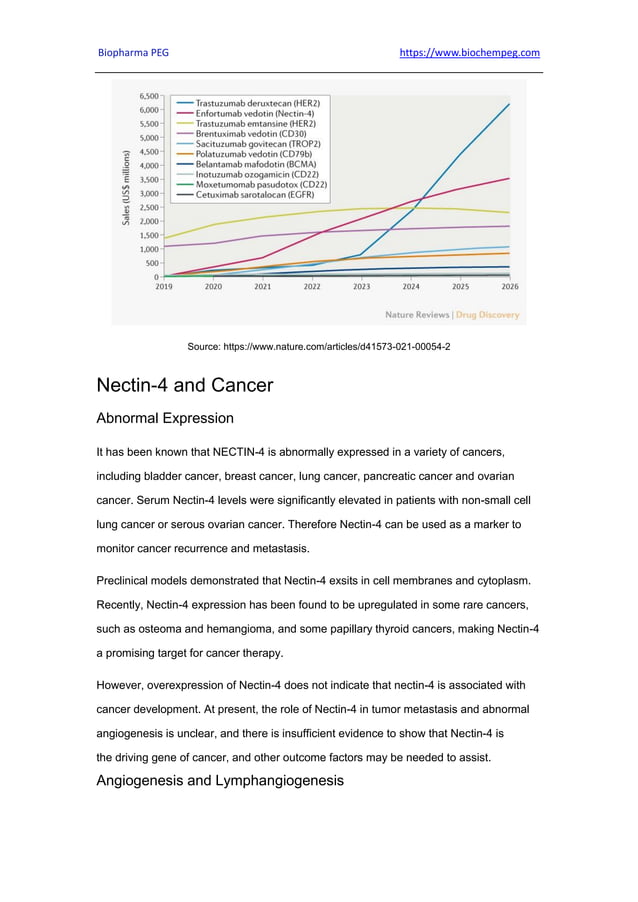 Nectin-4 New Antibody-Drug Conjugate (ADC) Target.pdf