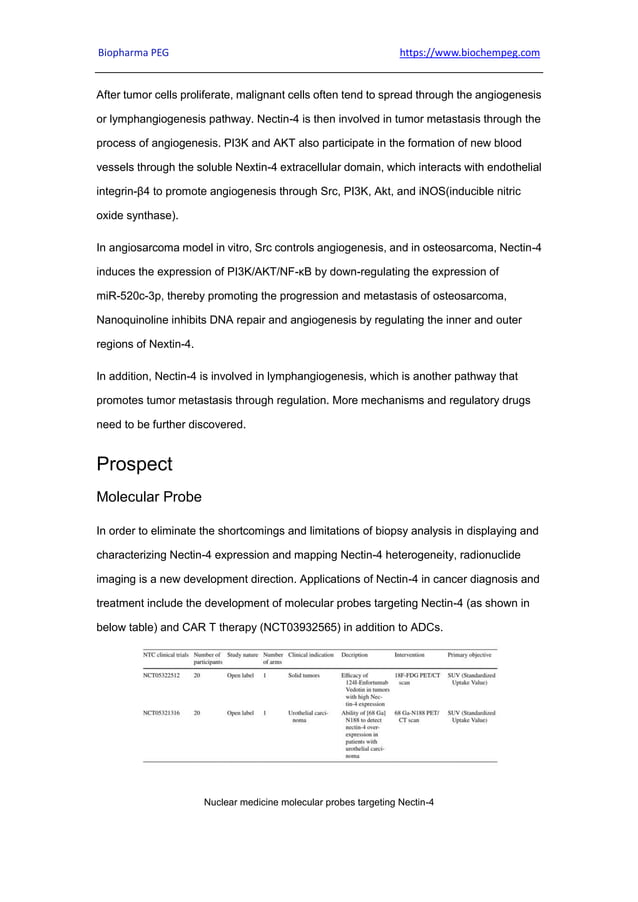 Nectin-4 New Antibody-Drug Conjugate (ADC) Target.pdf