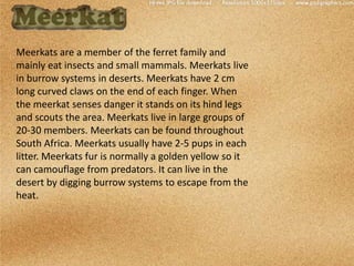 Ned's desert powerpoint | PPT