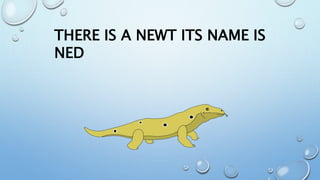 Ned the newt 21 | PPT
