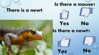 Ned the newt 21 | PPT