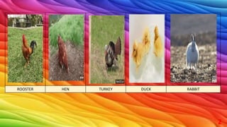 Nee . domestic animals th 17 june | PPT