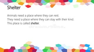 Needs of Animals | PPTX