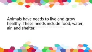 Needs of Animals | PPTX