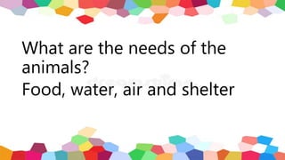 Needs of Animals | PPTX