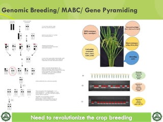Need to revolutionize the crop breeding | PPT