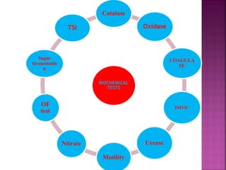 BIOCHEMICAL TESTS | PPT