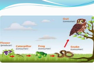 FOOD CHAIN | PPT