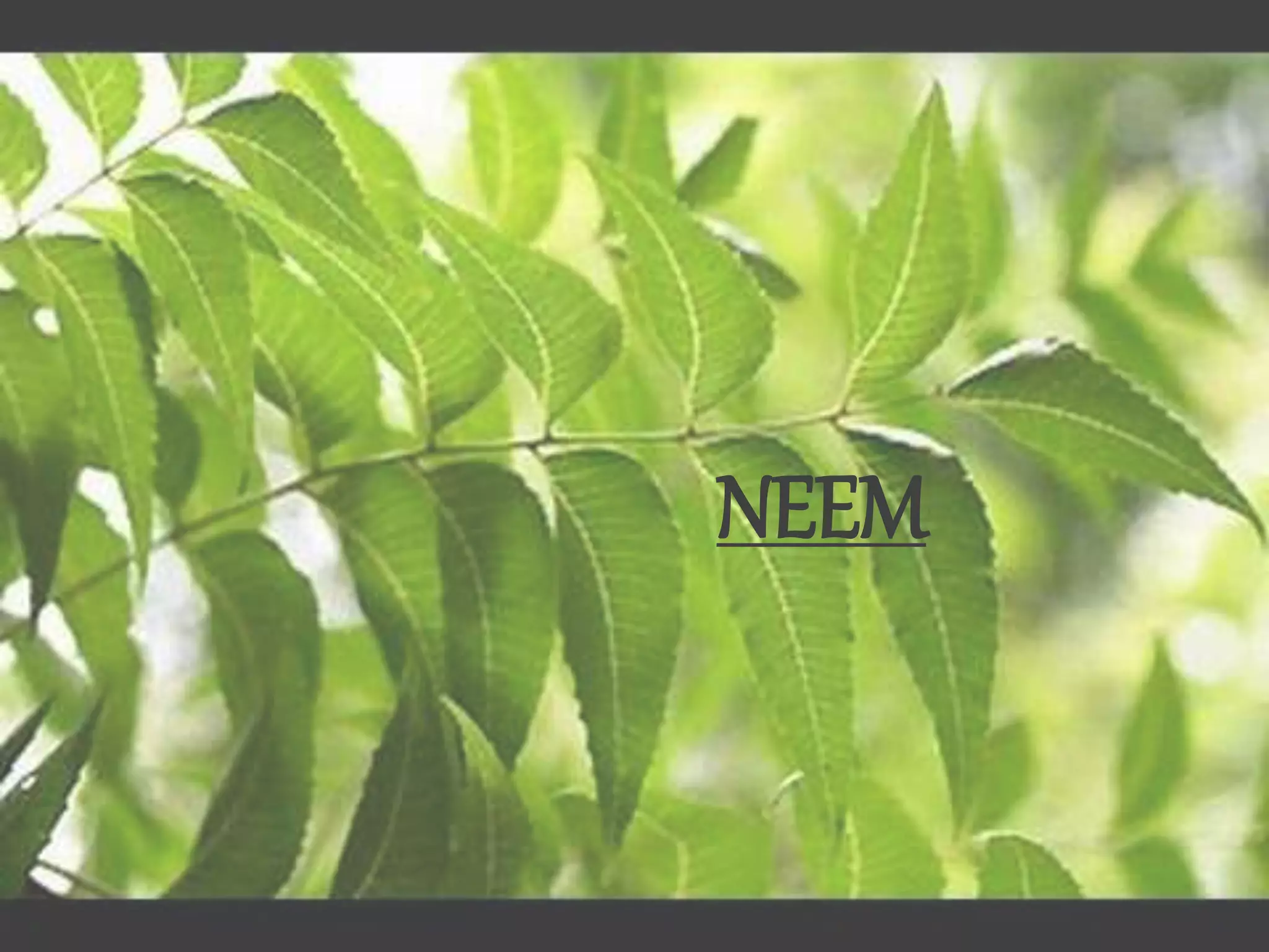 Neem | PPTX