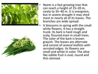 Neem | PPTX