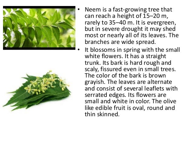 Neem