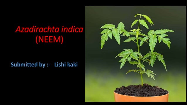 Neem and its cultivation and active constituents or phyto chemicals ...