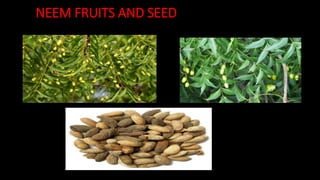 Neem and its cultivation and active constituents or phyto chemicals. | PPTX
