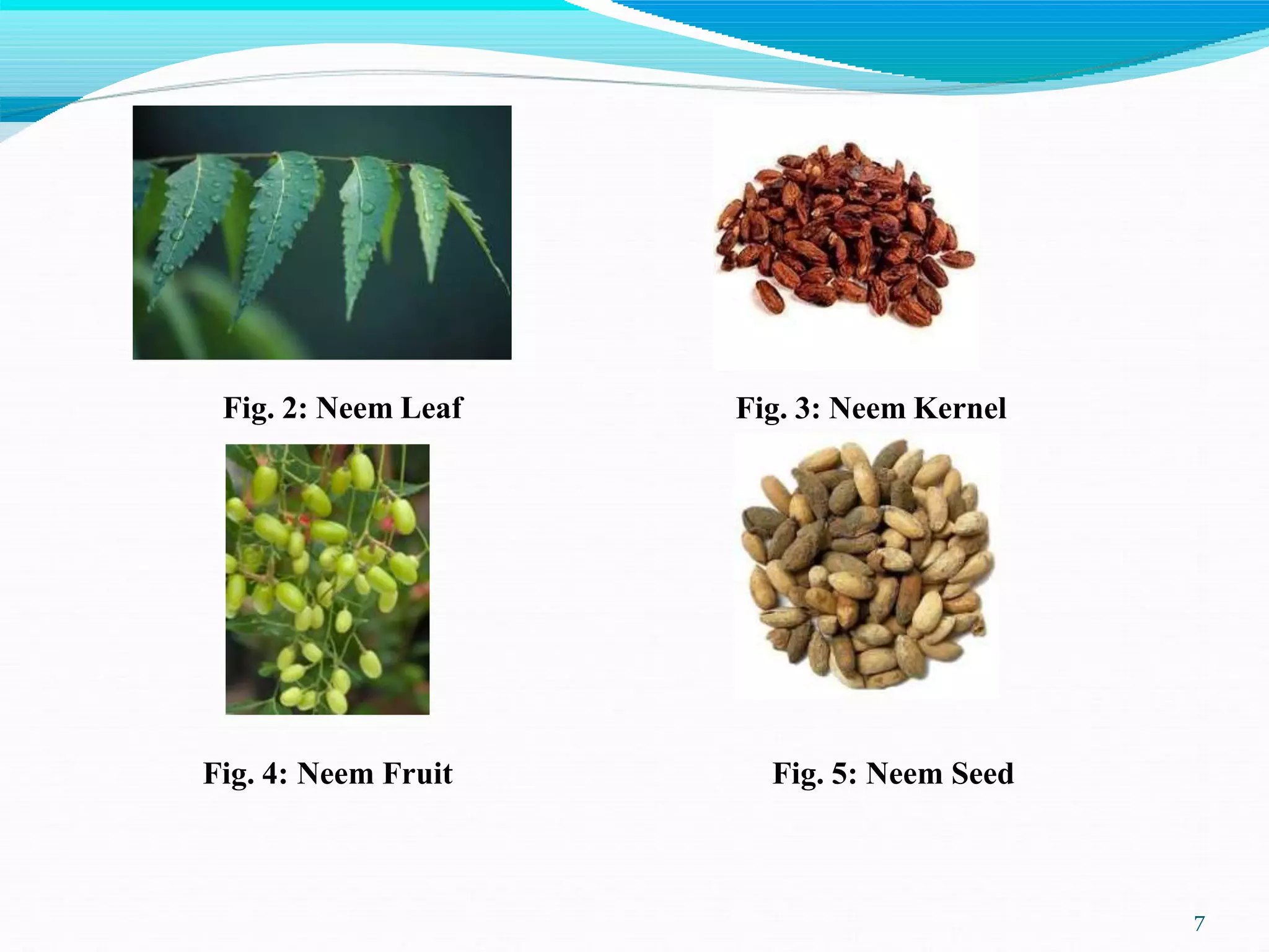 Neem based product | PPTX | Gardening | Home & Garden