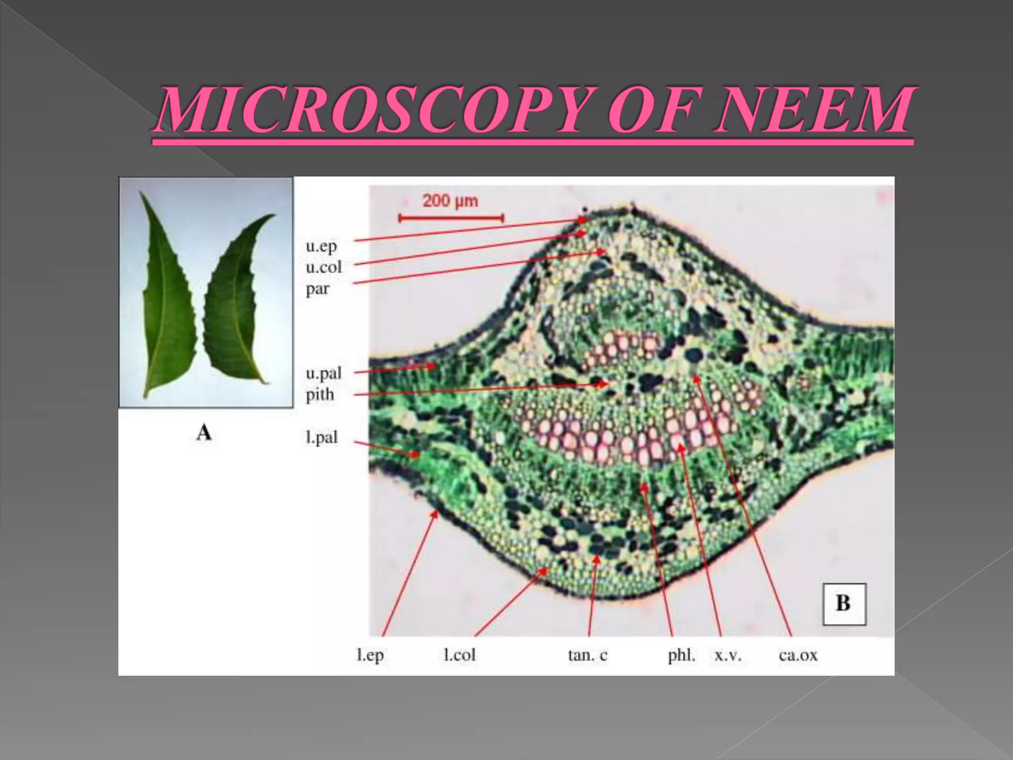 Neem Oil | Description | Chemical Constituents | Use | PPTX