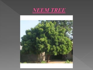 Neem Oil | Description | Chemical Constituents | Use | PPTX