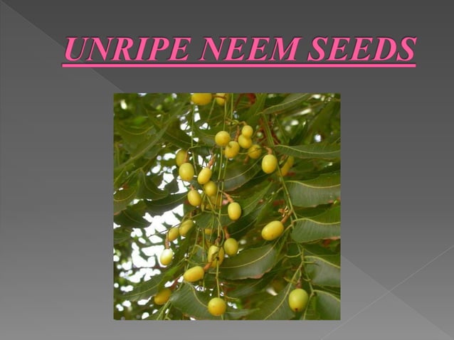 Neem Oil | Description | Chemical Constituents | Use | PPTX