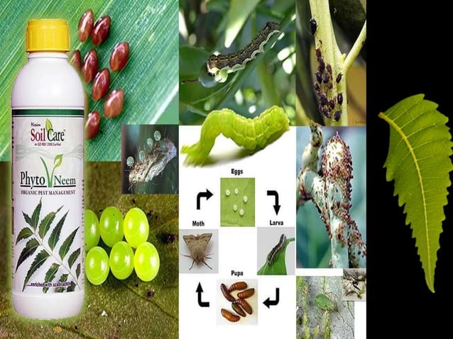 Neem products used in plant protection | PPTX | Gardening | Home & Garden