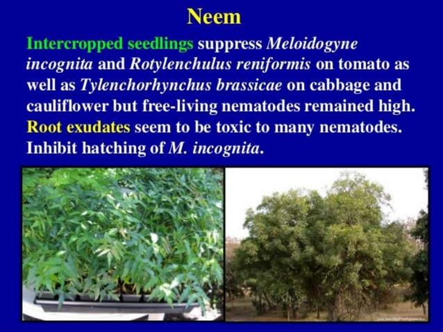 Neem products used in plant protection | PPTX | Gardening | Home & Garden
