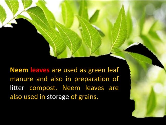 Neem products used in plant protection | PPTX | Gardening | Home & Garden