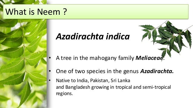 Neem For Commercial Planting