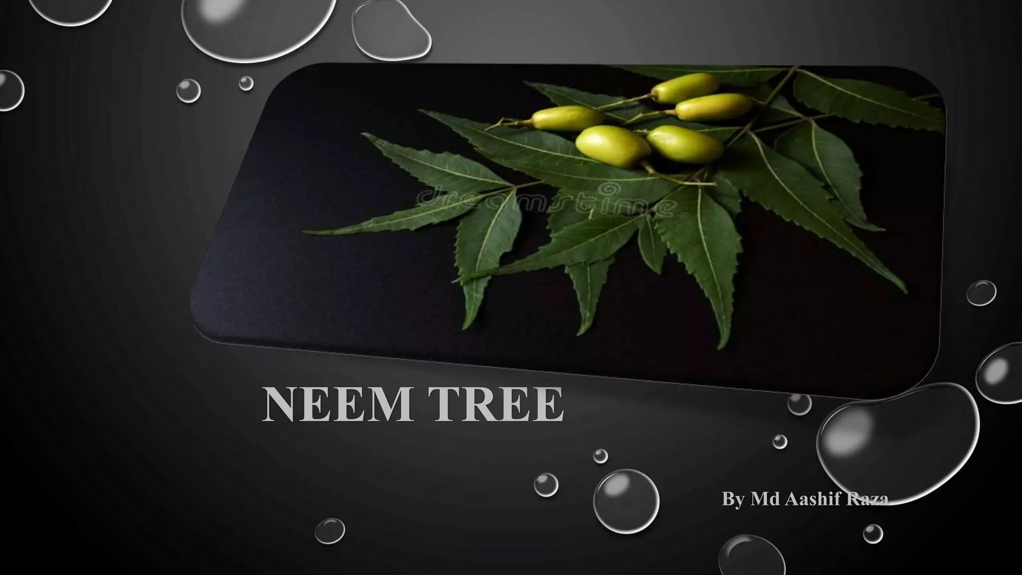 NEEM TREE PPT.pptx