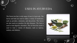 NEEM TREE PPT.pptx