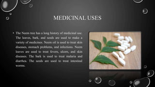 NEEM TREE PPT.pptx