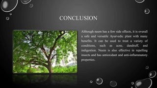NEEM TREE PPT.pptx