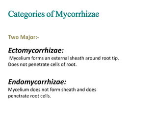 Fungi Symbiosis | PPTX