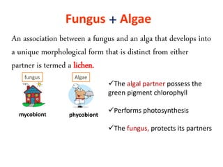 Fungi Symbiosis | PPTX