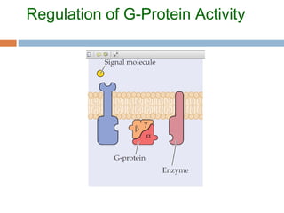signal transduction | PPT