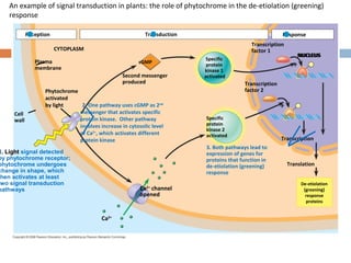 signal transduction | PPT