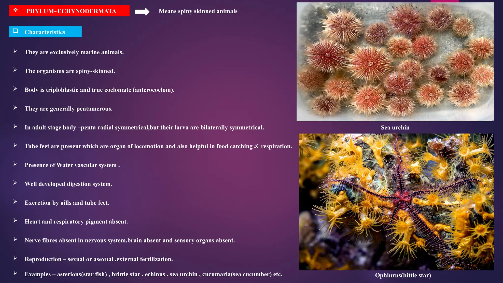 PPT ON INVERTEBRATES /NONCHORDATES FOR STUDENTS. | PPTX