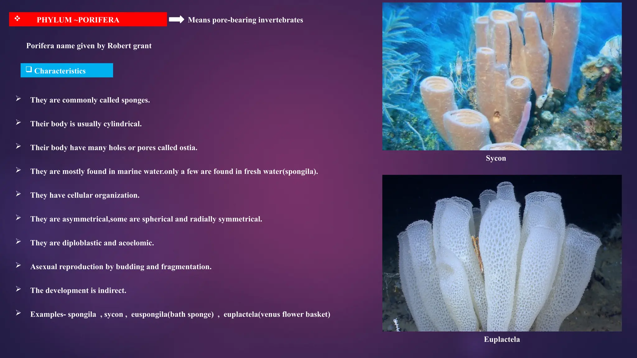 PPT ON INVERTEBRATES /NONCHORDATES FOR STUDENTS. | PPTX