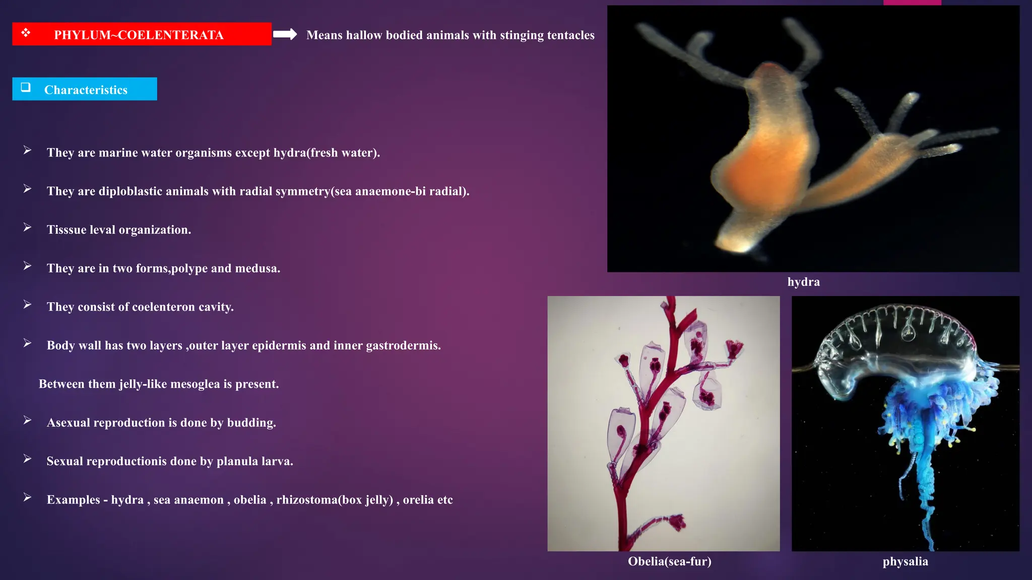 PPT ON INVERTEBRATES /NONCHORDATES FOR STUDENTS. | PPTX